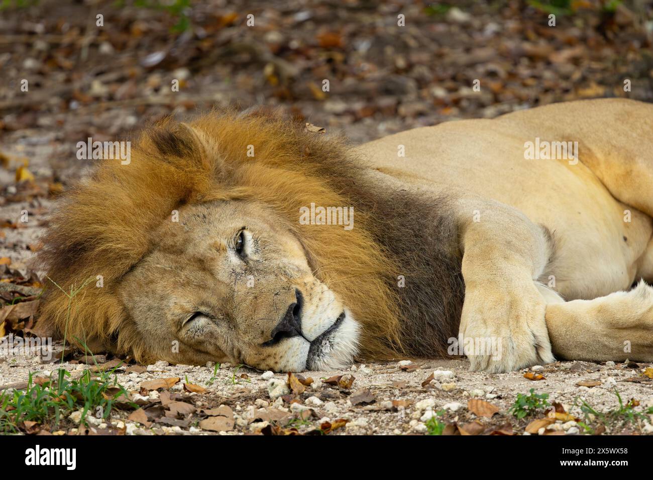 African Male Lion Stock Photo - Alamy