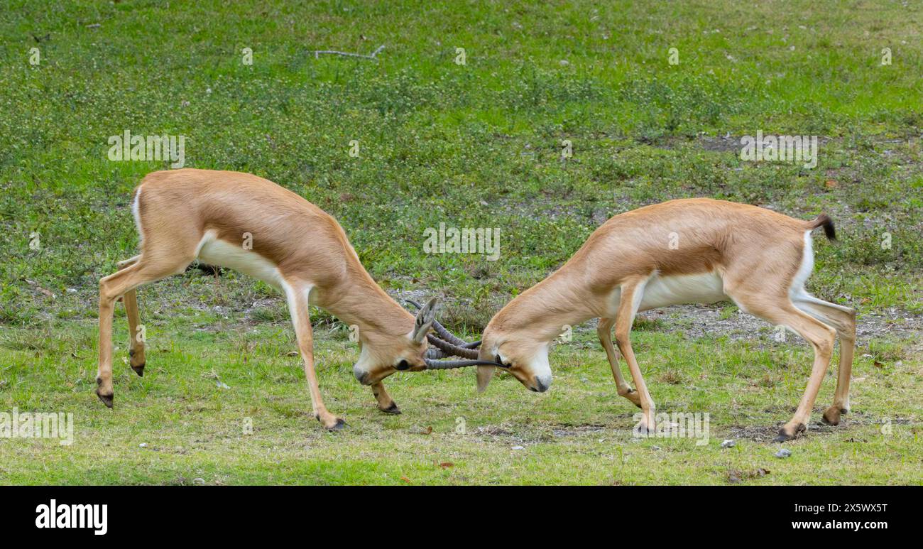 Rhim or Loder's Gazelle Stock Photo - Alamy