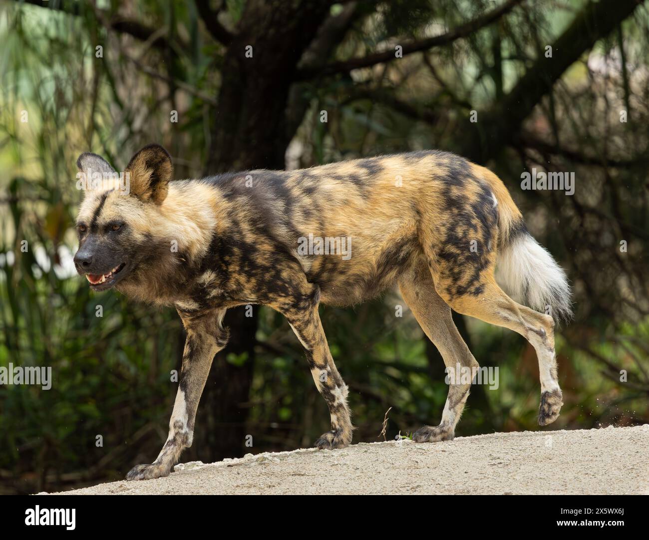 African Wild Dog Stock Photo - Alamy