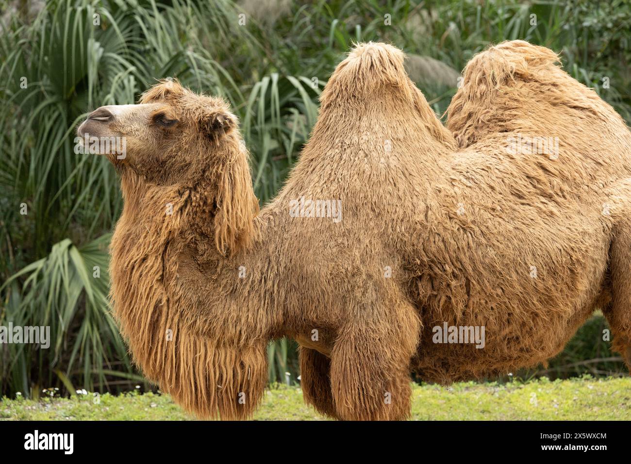 Camelus ferus and gobi hi-res stock photography and images - Alamy