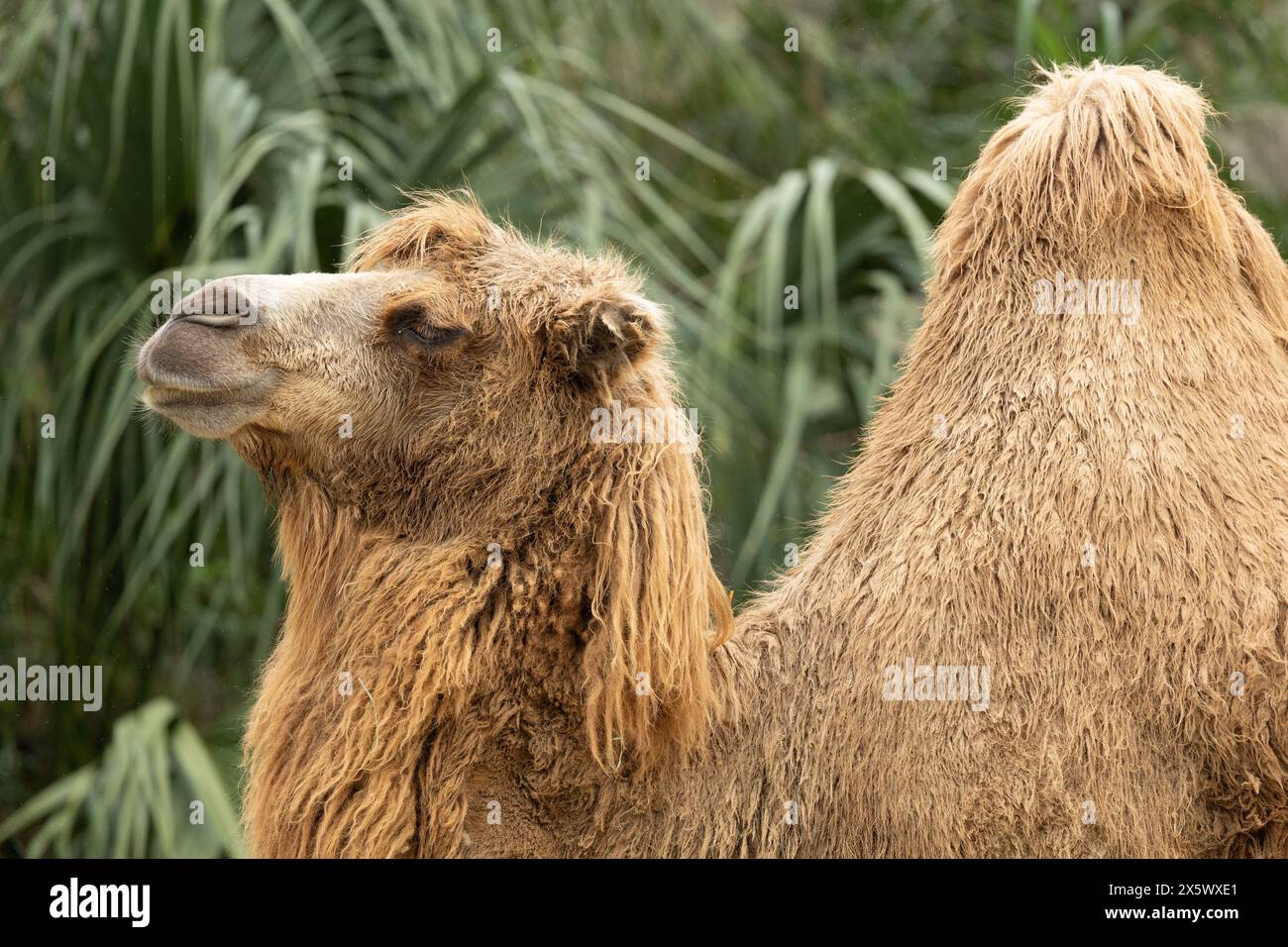 Flat steppe wildlife hi-res stock photography and images - Alamy