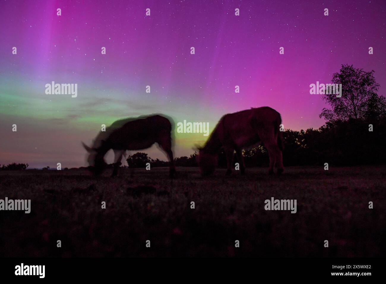 The New Forest Donkeys grazing at night with the Northern lights ...