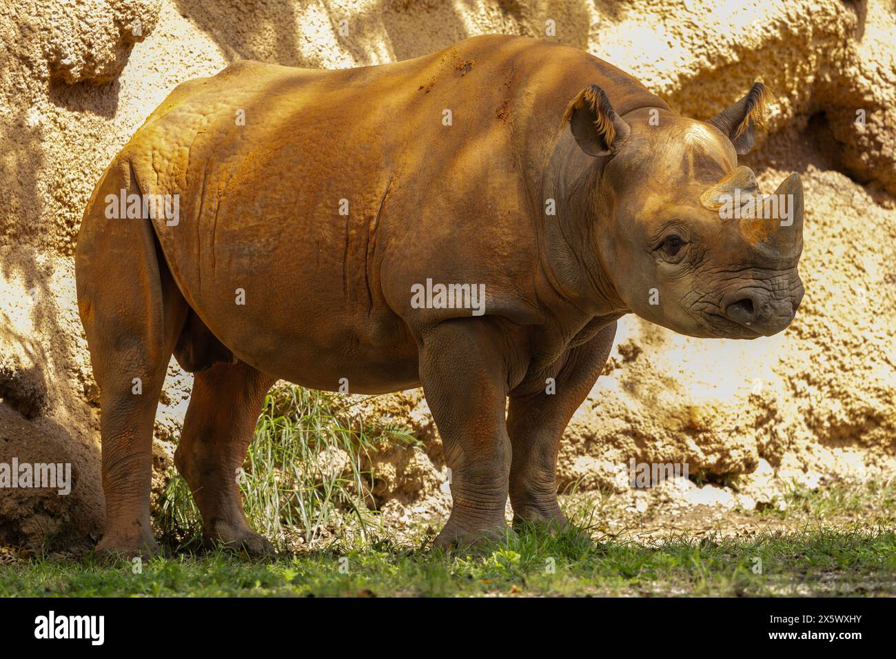 Horned anmial hi-res stock photography and images - Alamy