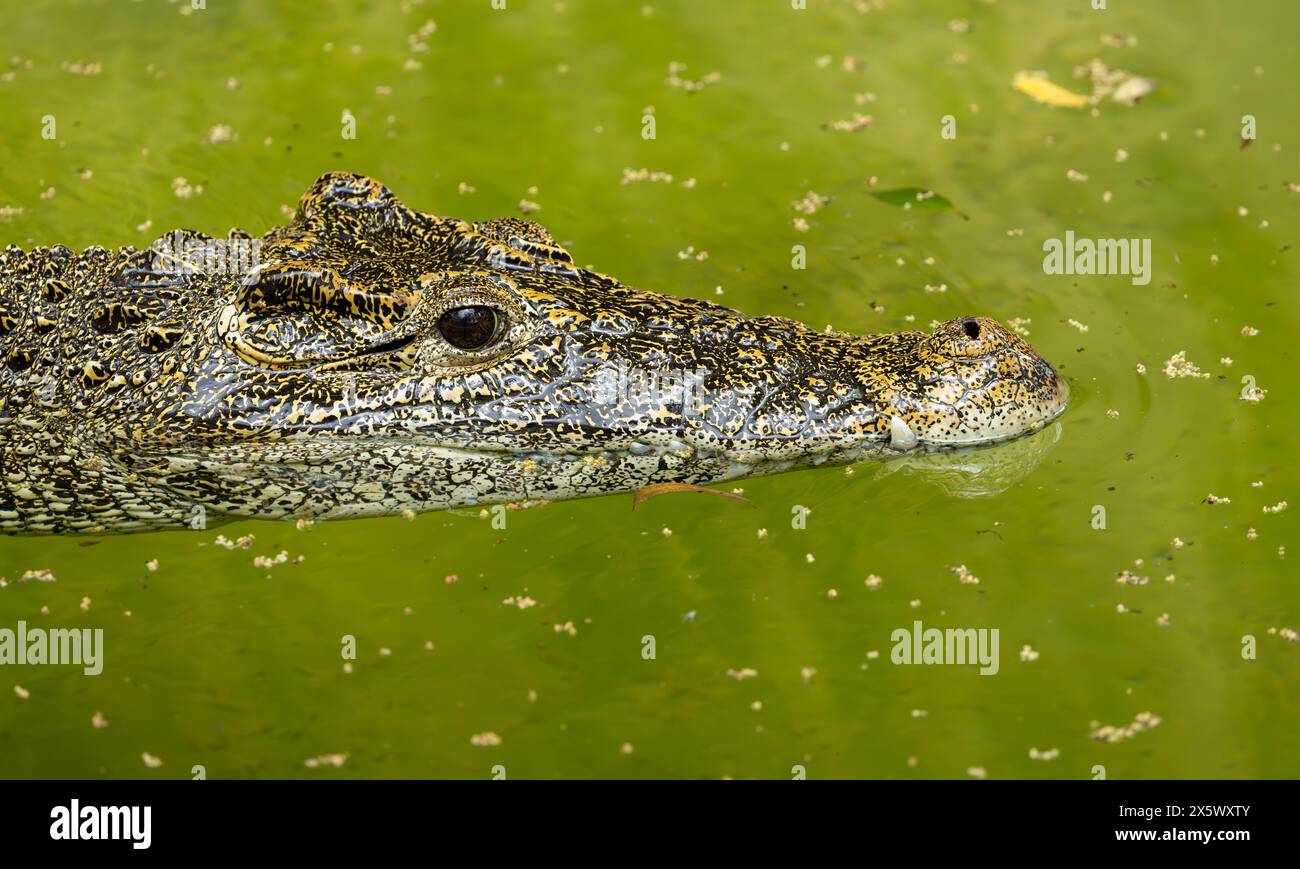 Long legged crocodile hi-res stock photography and images - Alamy