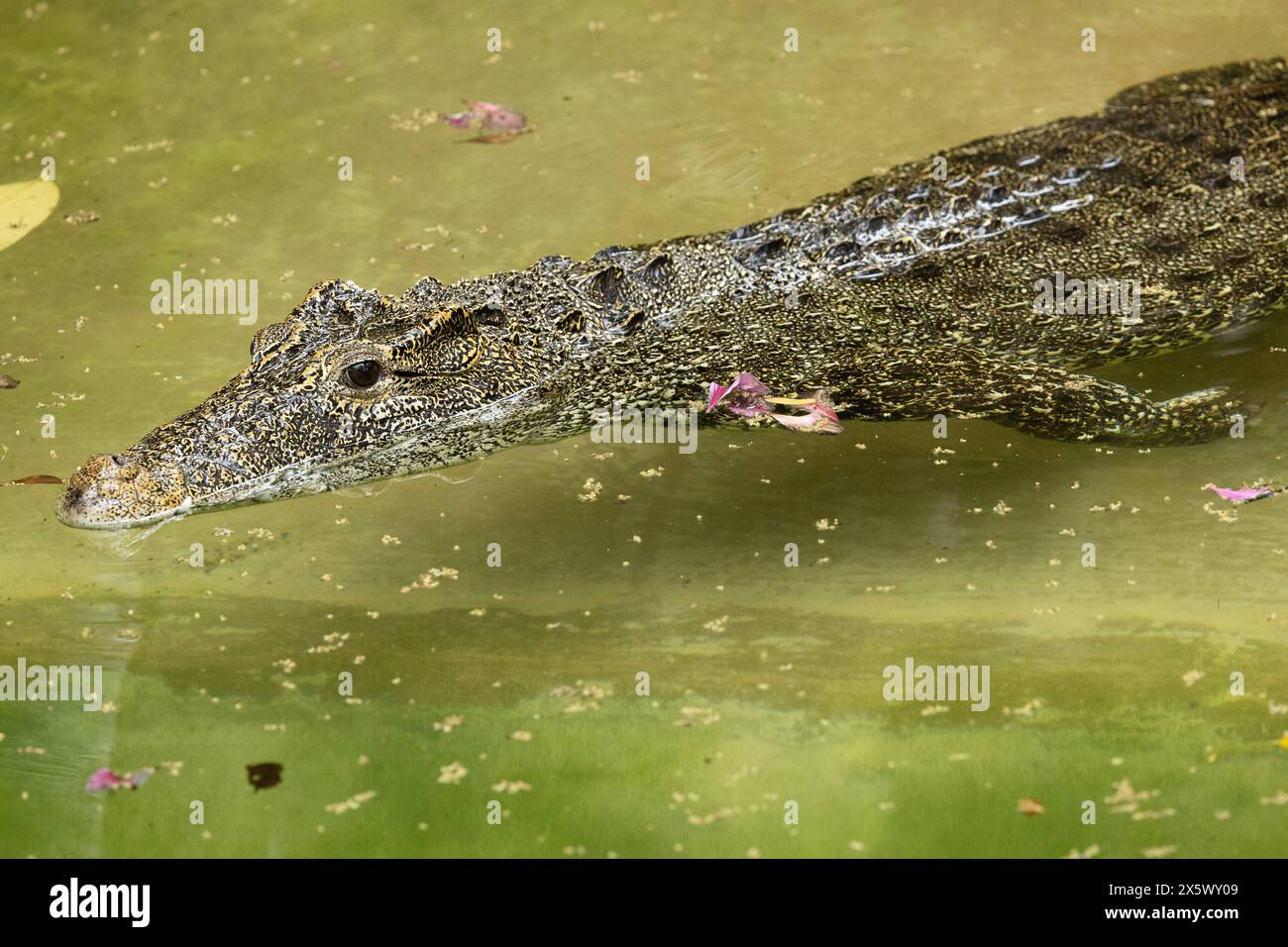 Strong legged croc hi-res stock photography and images - Alamy