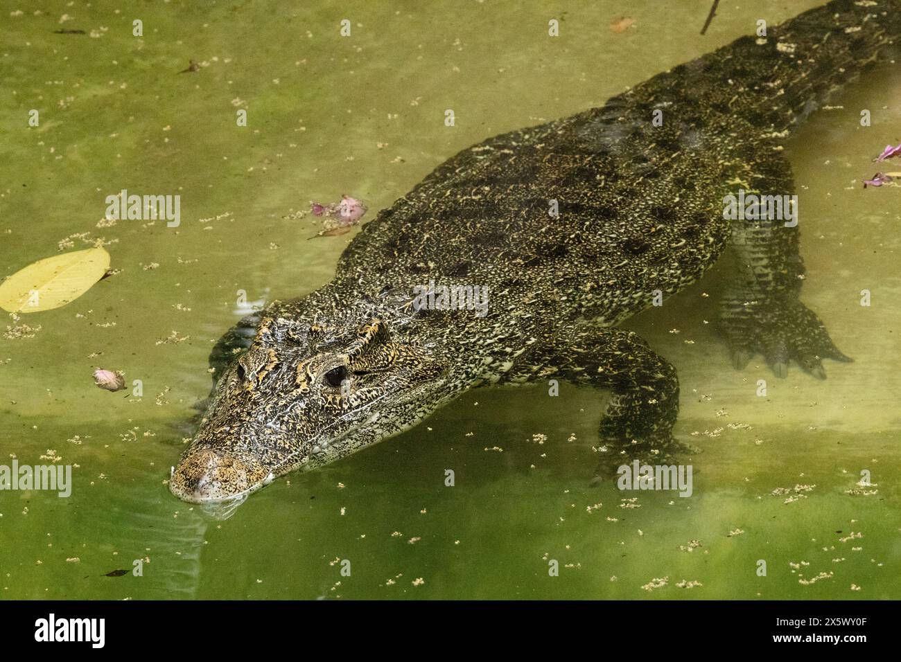 Strong legged crocodile hi-res stock photography and images - Alamy