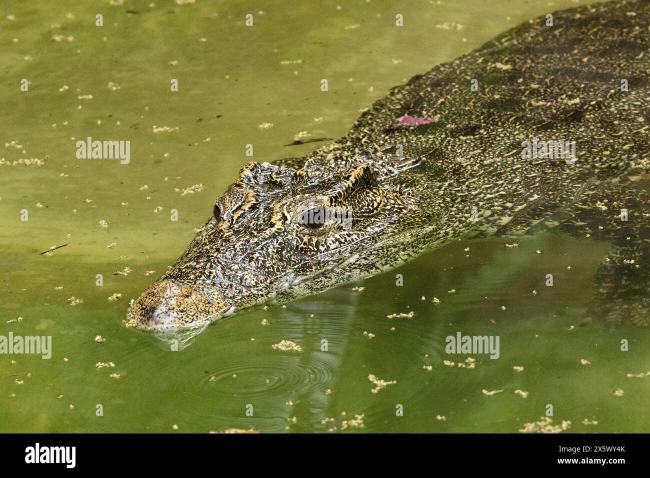 Floodplains crocodile hi-res stock photography and images - Alamy