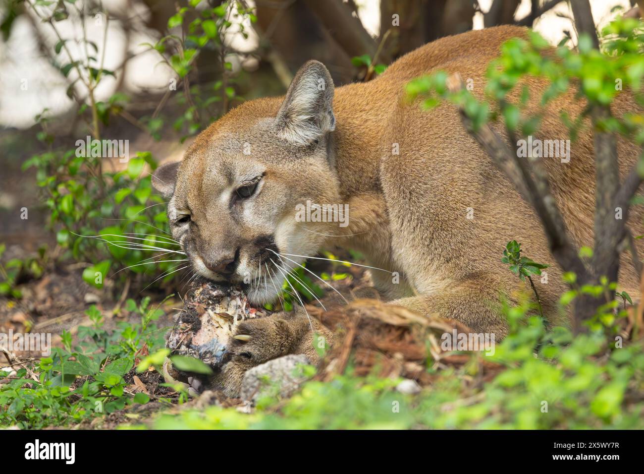 American panther hi-res stock photography and images - Alamy
