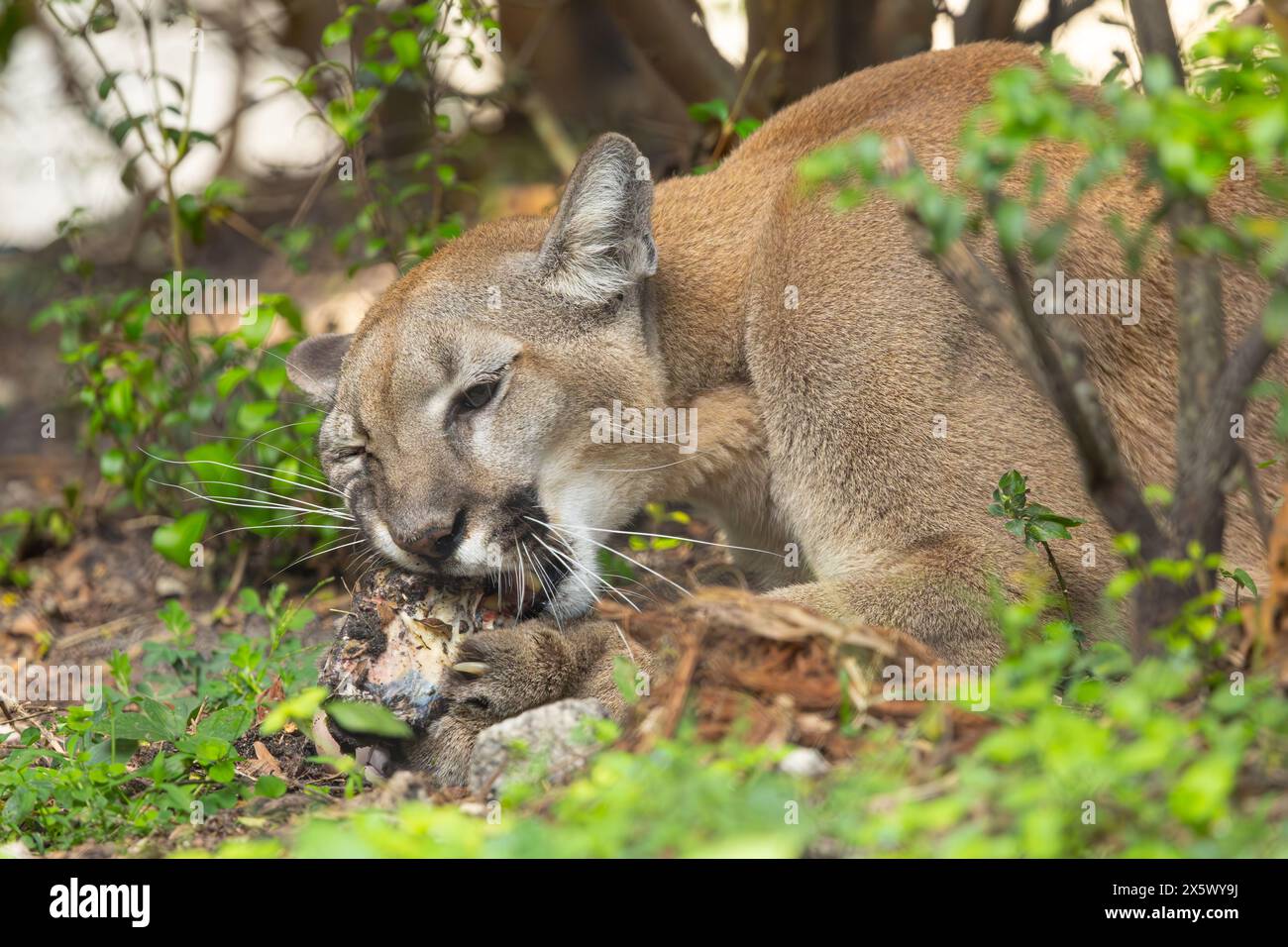 South florida wild cat hi-res stock photography and images - Alamy