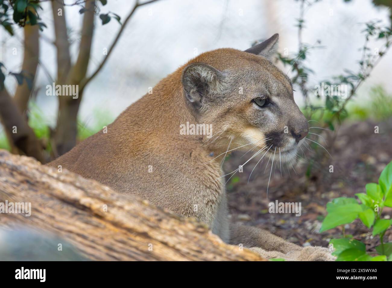 Florida wild cat hi-res stock photography and images - Alamy