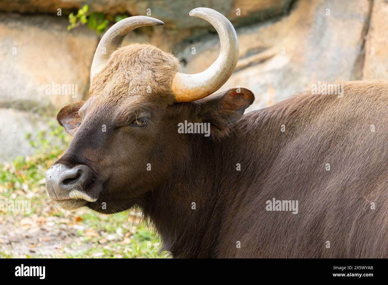 Gaur bos gaurus species hi-res stock photography and images - Alamy