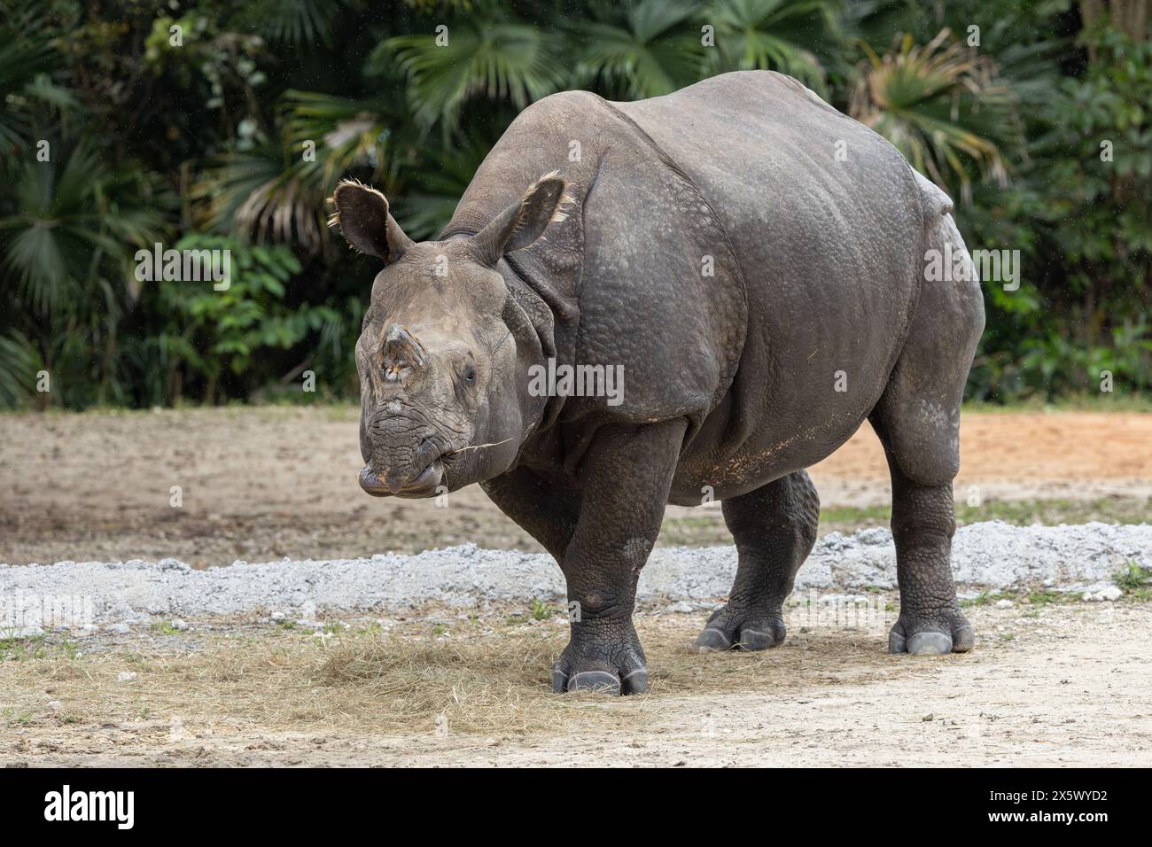 Greater one horned asian hi-res stock photography and images - Alamy