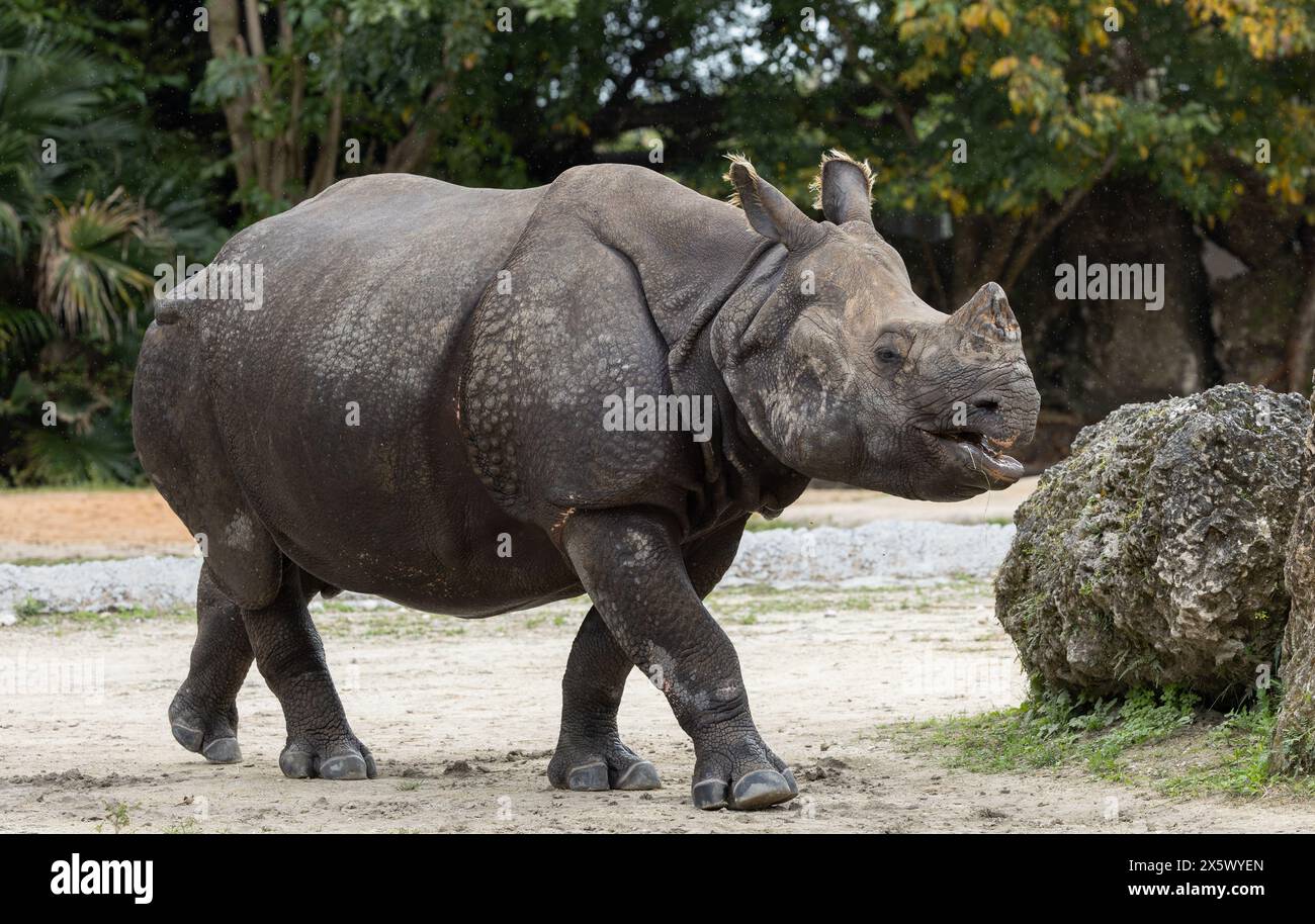 Greater One-Horned or Indian Rhinoceros Stock Photo - Alamy