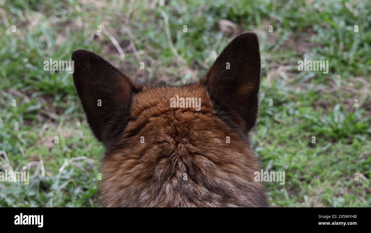 Fluffy dog ears close up Stock Photo - Alamy