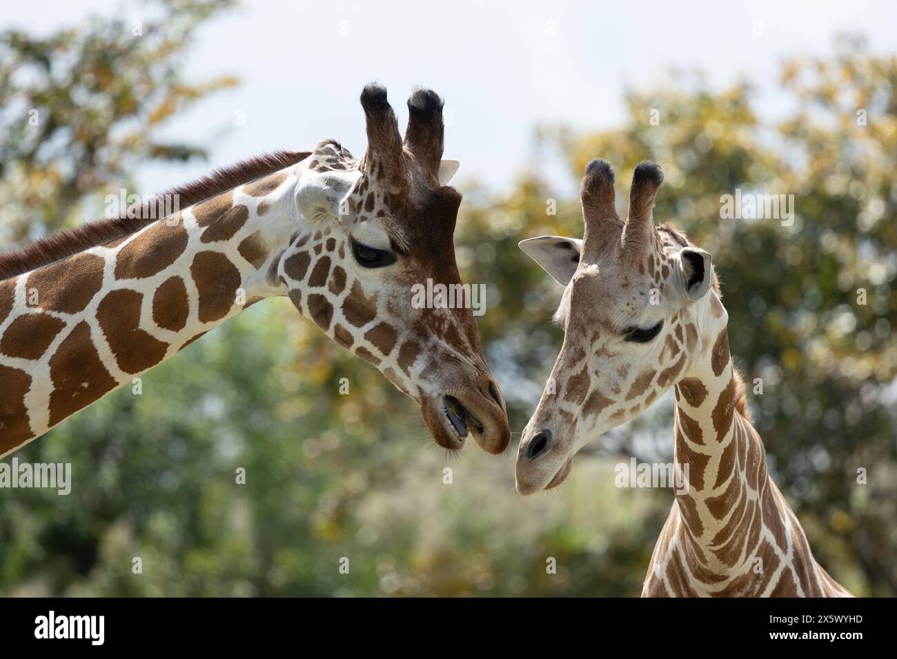 Northern mammal hi-res stock photography and images - Alamy