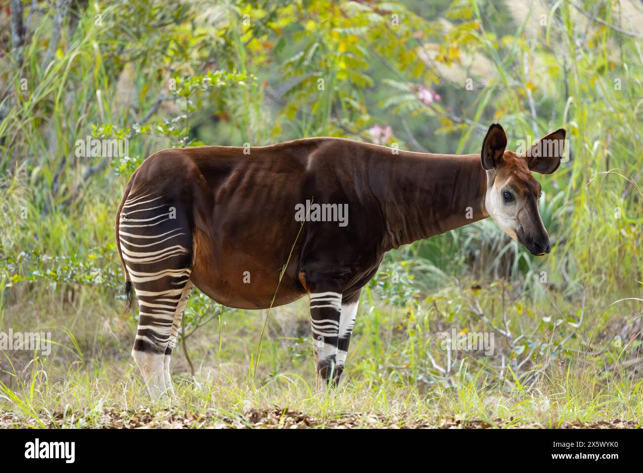 Okapi animal hi-res stock photography and images - Alamy