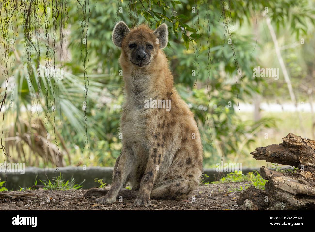 Big hyena hi-res stock photography and images - Alamy