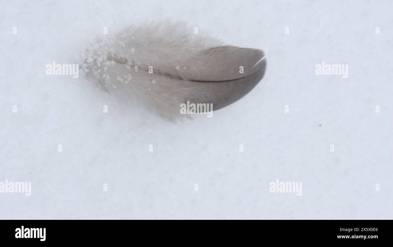 Feather on the snow Stock Photo - Alamy