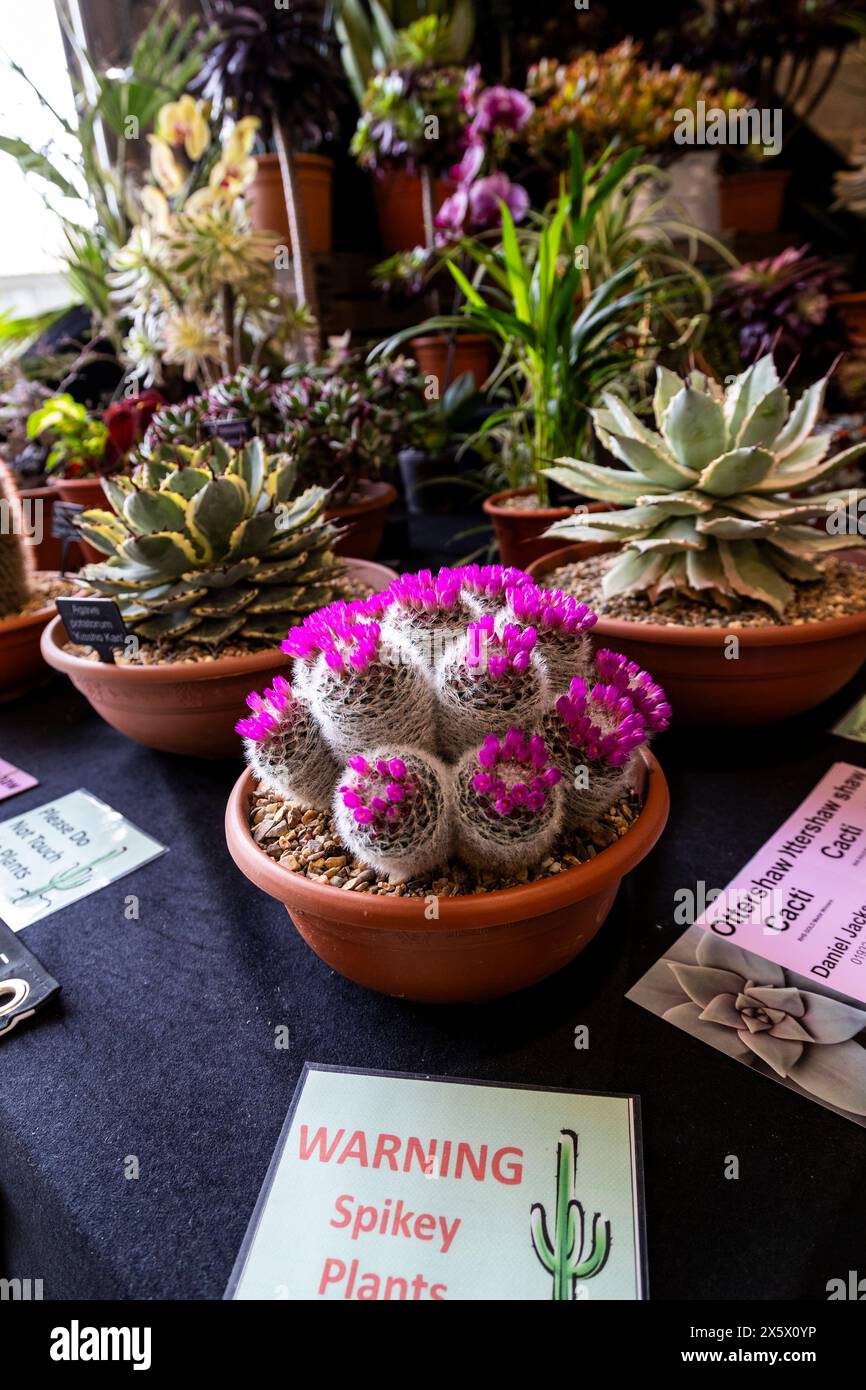 Cactus flowers and sign at Malvern Show Stock Photo - Alamy