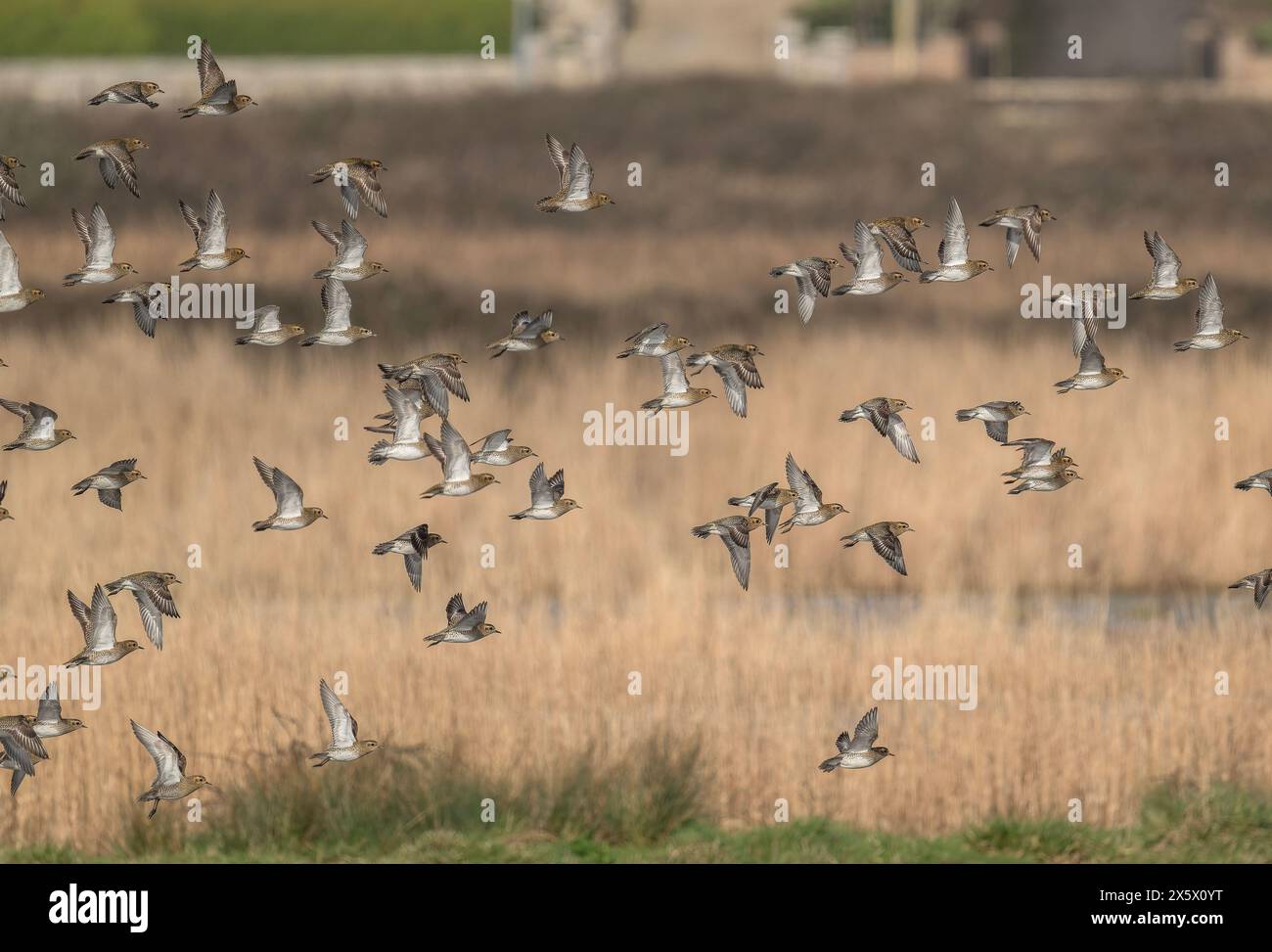 Flock of Golden Plover, Pluvialis apricaria in flight over winter roost ...