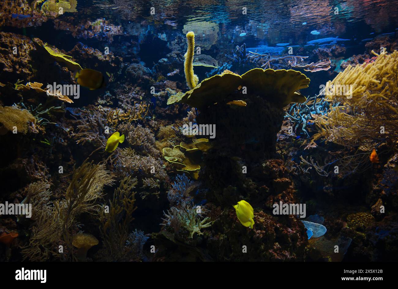Tropical fish in aquarium, walk in Frankfurt Zoological garden, founded ...