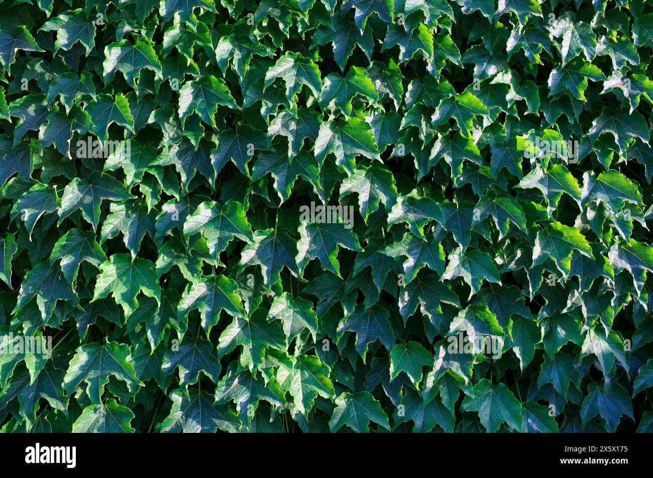 Italy, Sicily, ivy plant (Hedera) on a garden's wall Stock Photo - Alamy