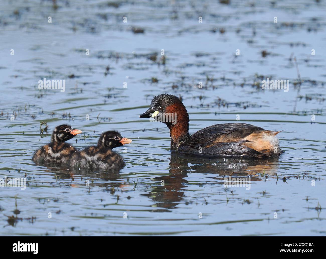 Little grebe,( dabchick) with chicks, hopefully a good year for this ...