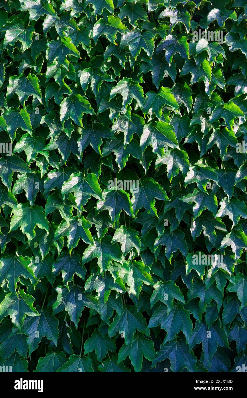 Italy, Sicily, ivy plant (Hedera) on a garden's wall Stock Photo - Alamy