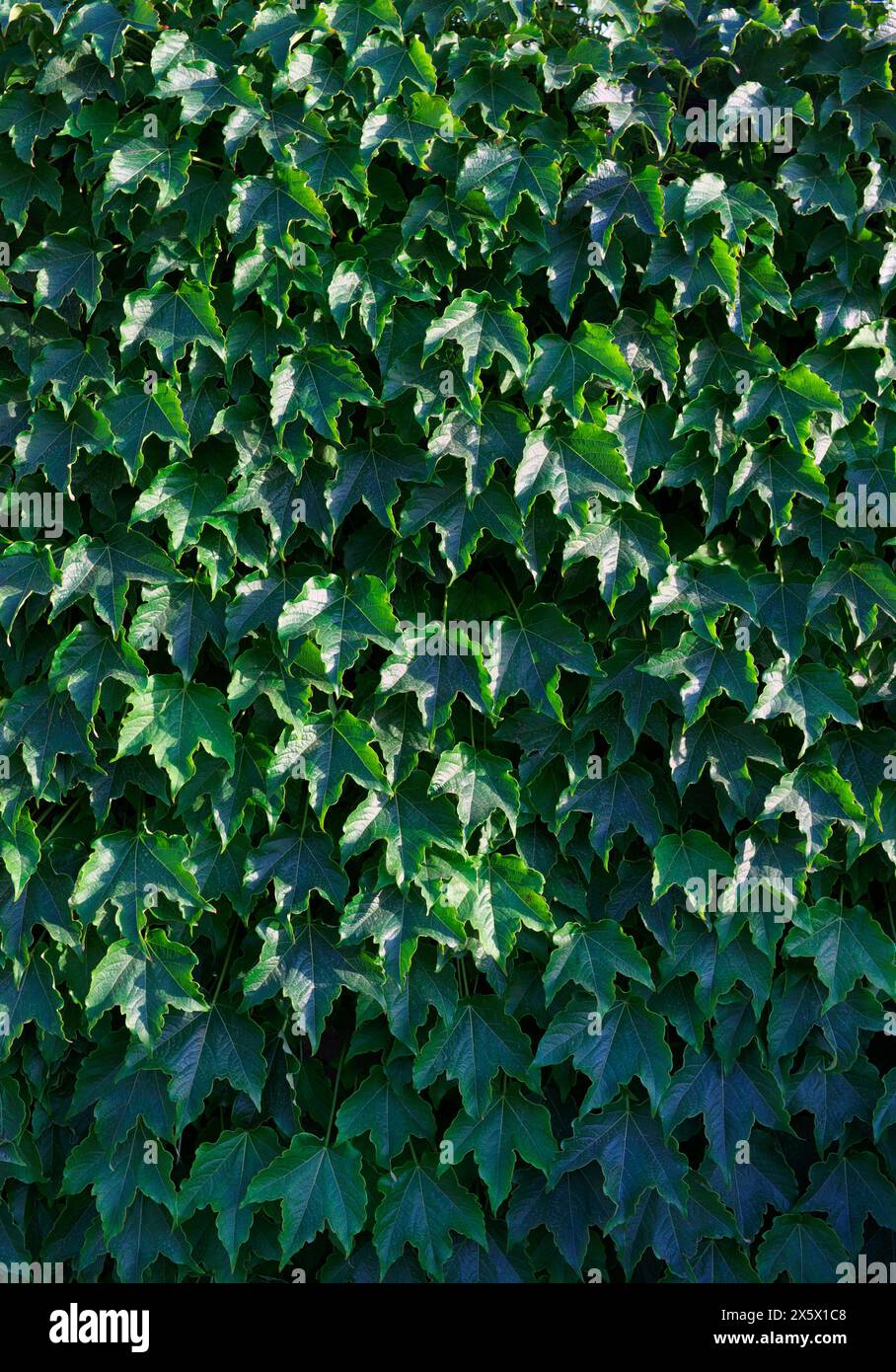 Italy, Sicily, ivy plant (Hedera) on a garden's wall Stock Photo - Alamy