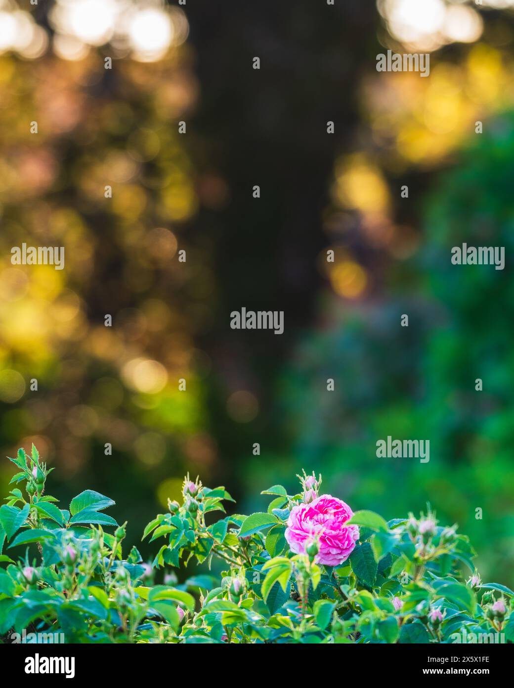 A pink rose stands out in the midst of a bush, showcasing its vibrant ...
