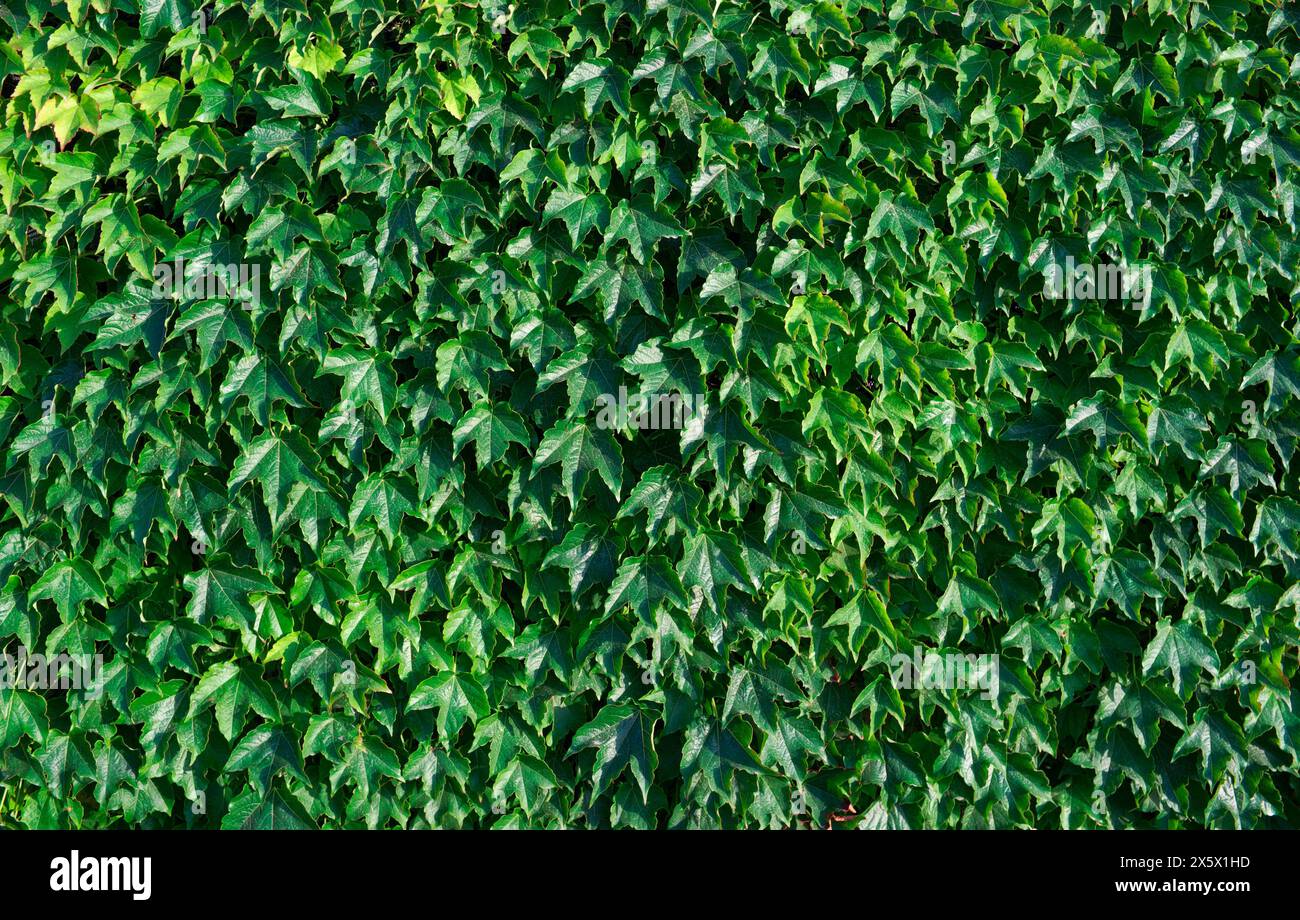 Italy, Sicily, ivy plant (Hedera) on a garden's wall Stock Photo - Alamy