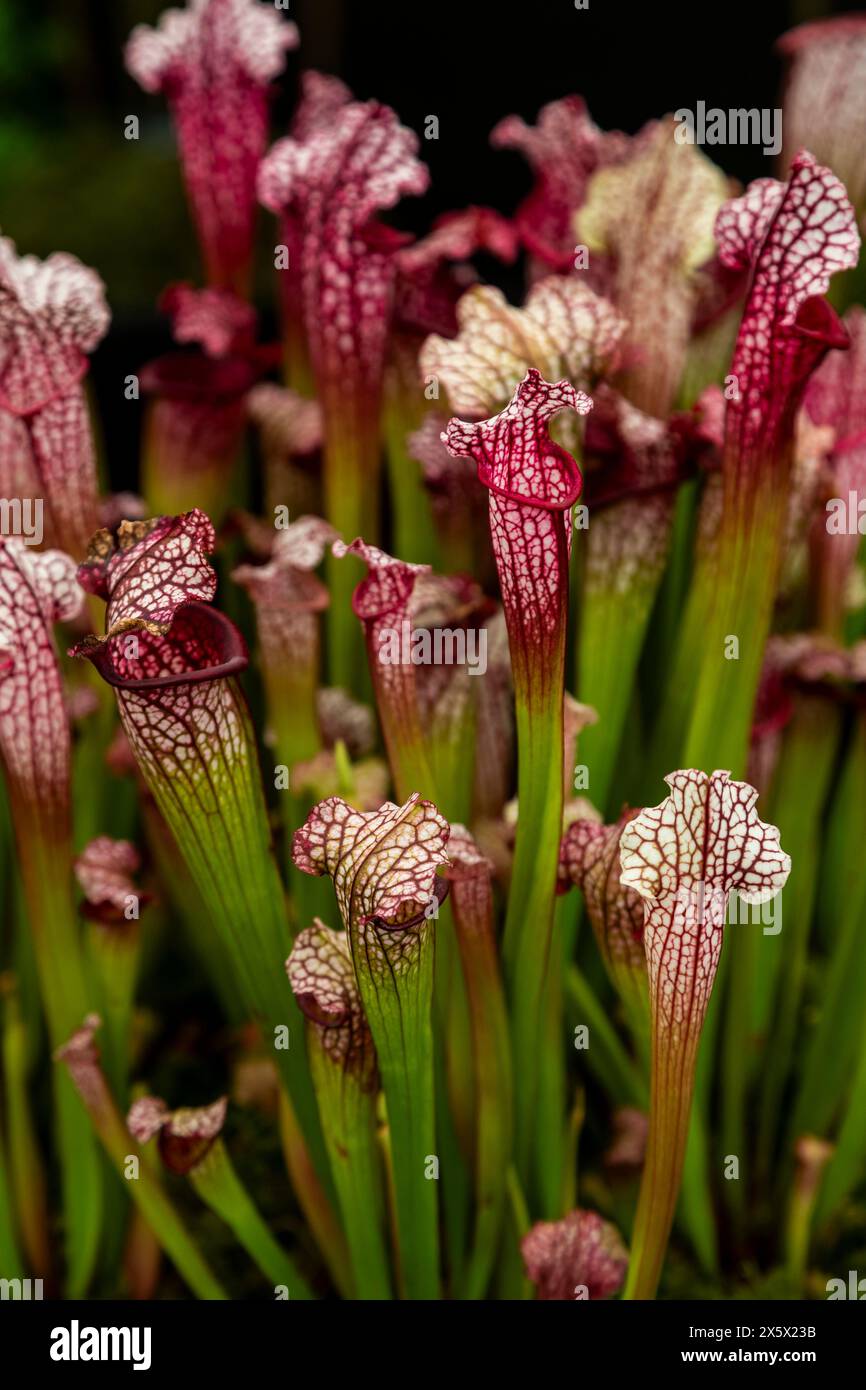 Sarracenia hybrid "Bella", pitcher plant Stock Photo - Alamy