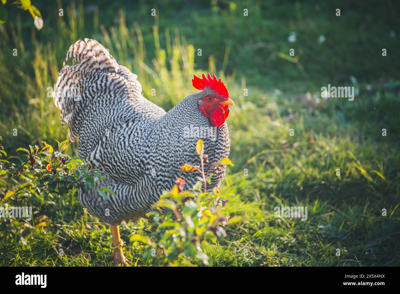 Amrock chicken rooster Stock Photo - Alamy