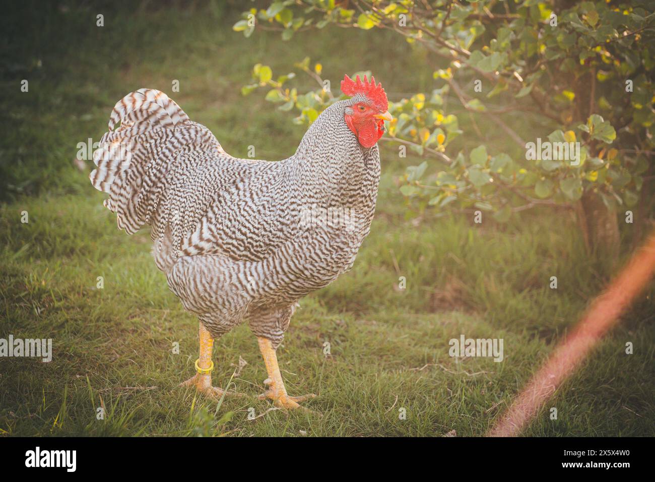 Amrock chicken hi-res stock photography and images - Alamy