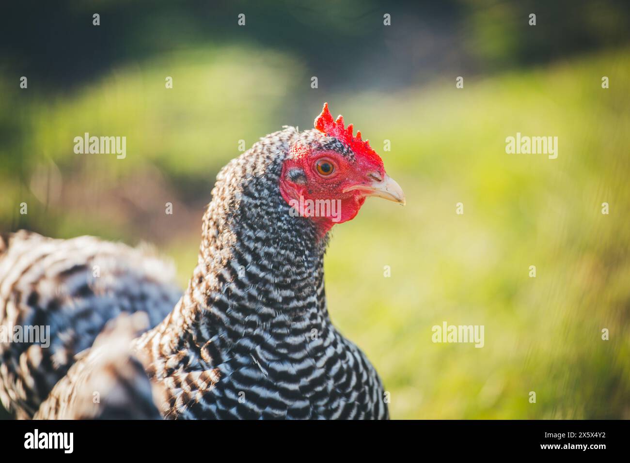 Dwarf Amrock hens (Amrock Bantam hen Stock Photo - Alamy