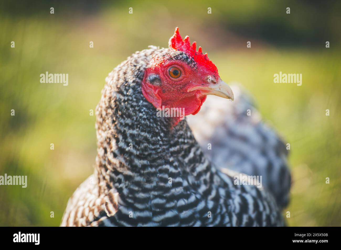 Dwarf Amrock hen (Amrock Bantam hen Stock Photo - Alamy