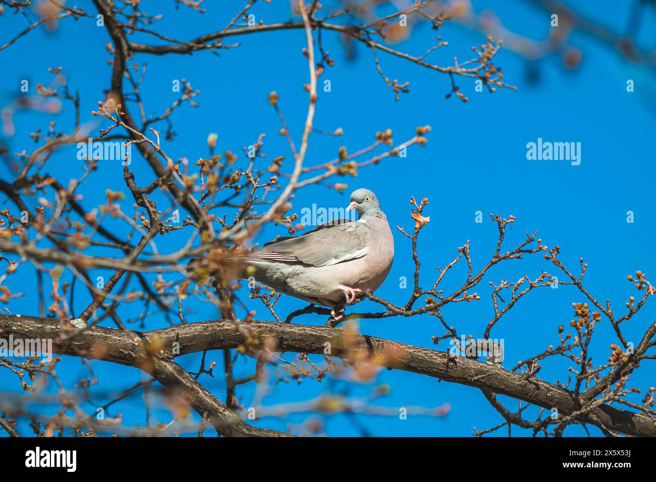 common Wood pigeon bird Columba palumbus on a tree branch in spring ...