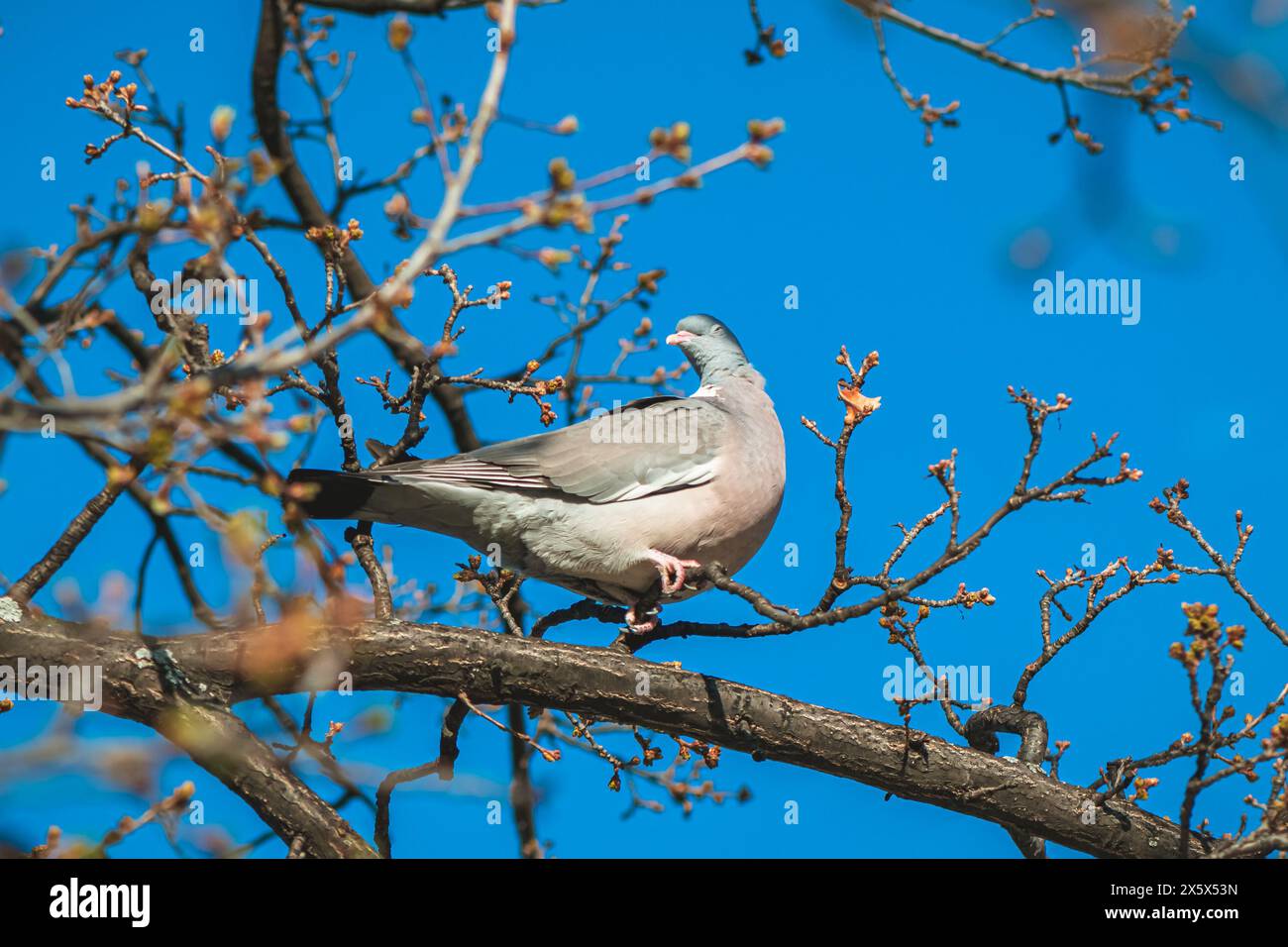 common Wood pigeon bird Columba palumbus on a tree branch in spring ...