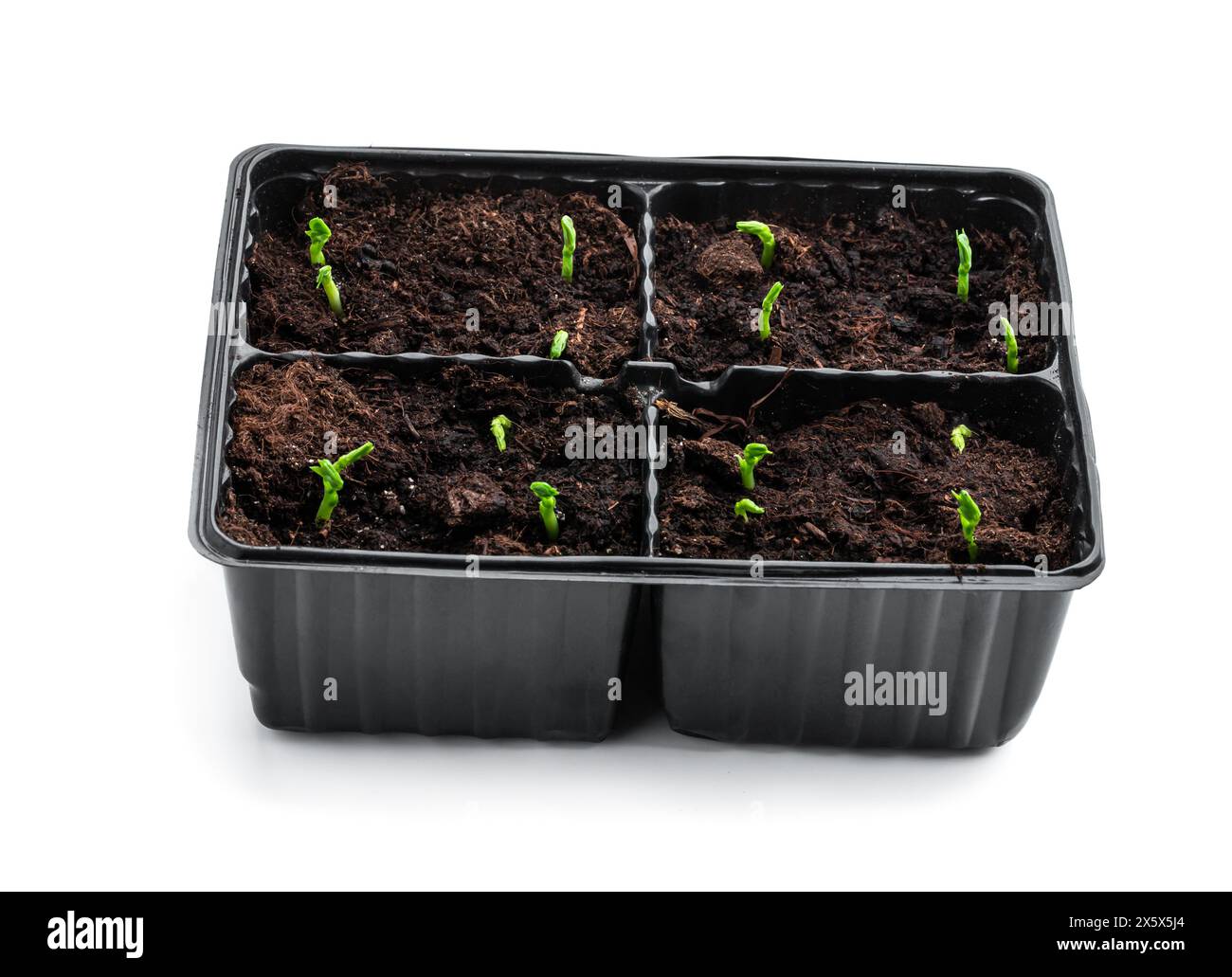 Seedling pea sprouts in black small container isolated on white Stock ...
