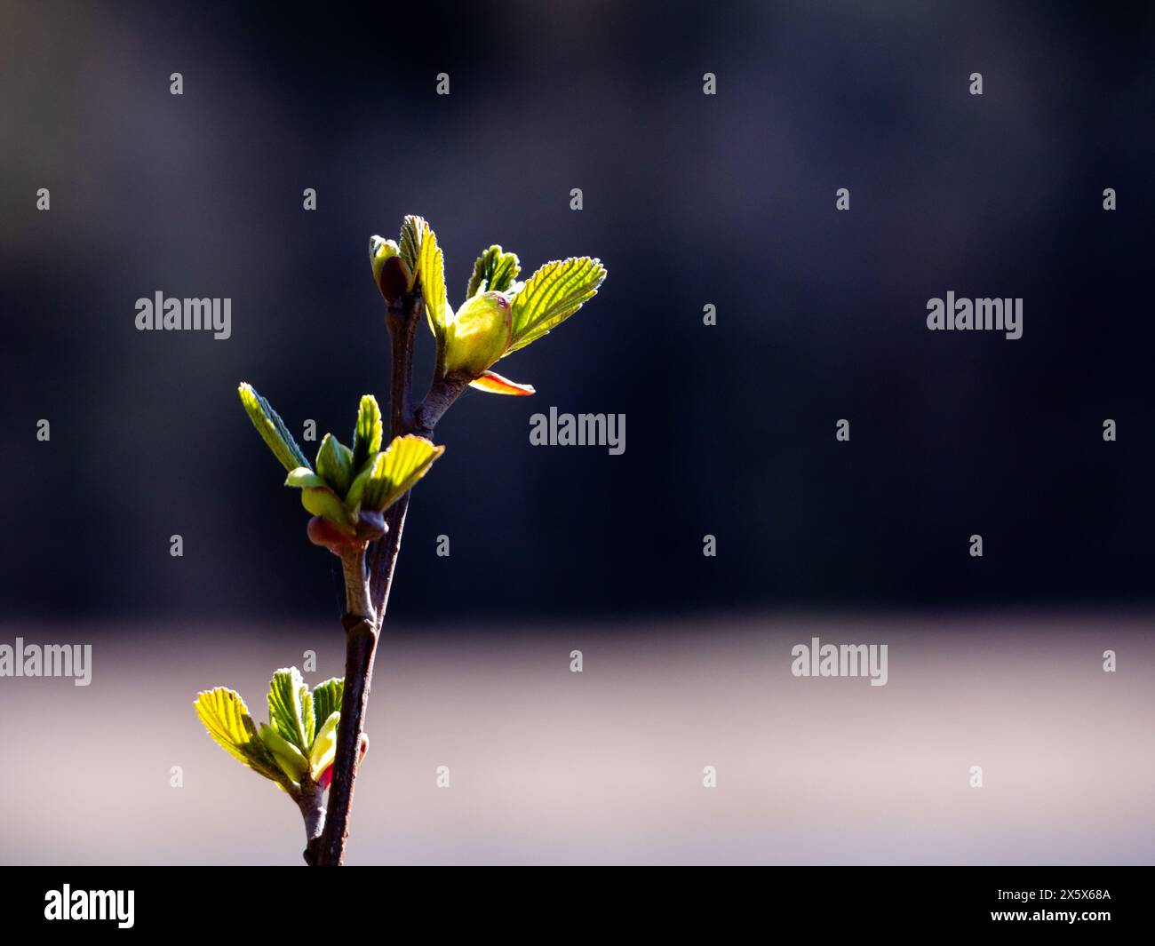 Small green new growth in spring Stock Photo - Alamy