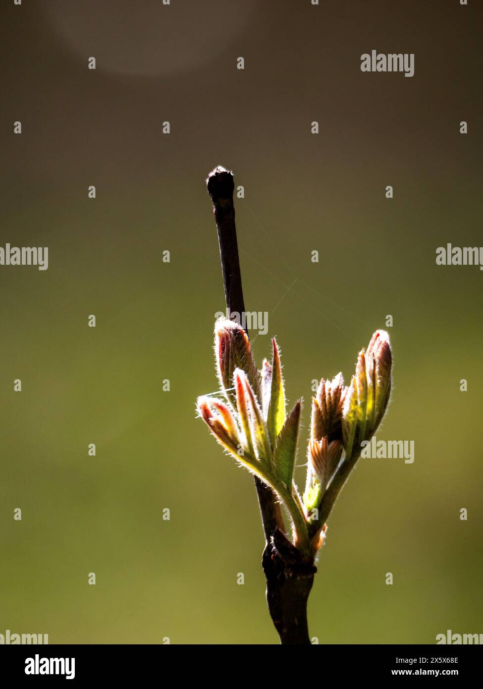 Small green new growth in spring Stock Photo - Alamy
