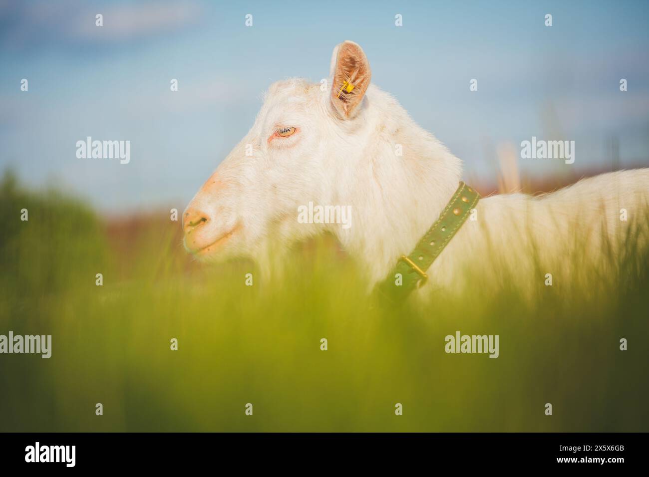 Hornless hi-res stock photography and images - Alamy