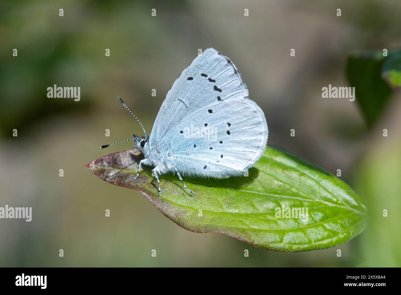 Holly blue butterfly (Celastrina argiolus) basking in the sun during ...