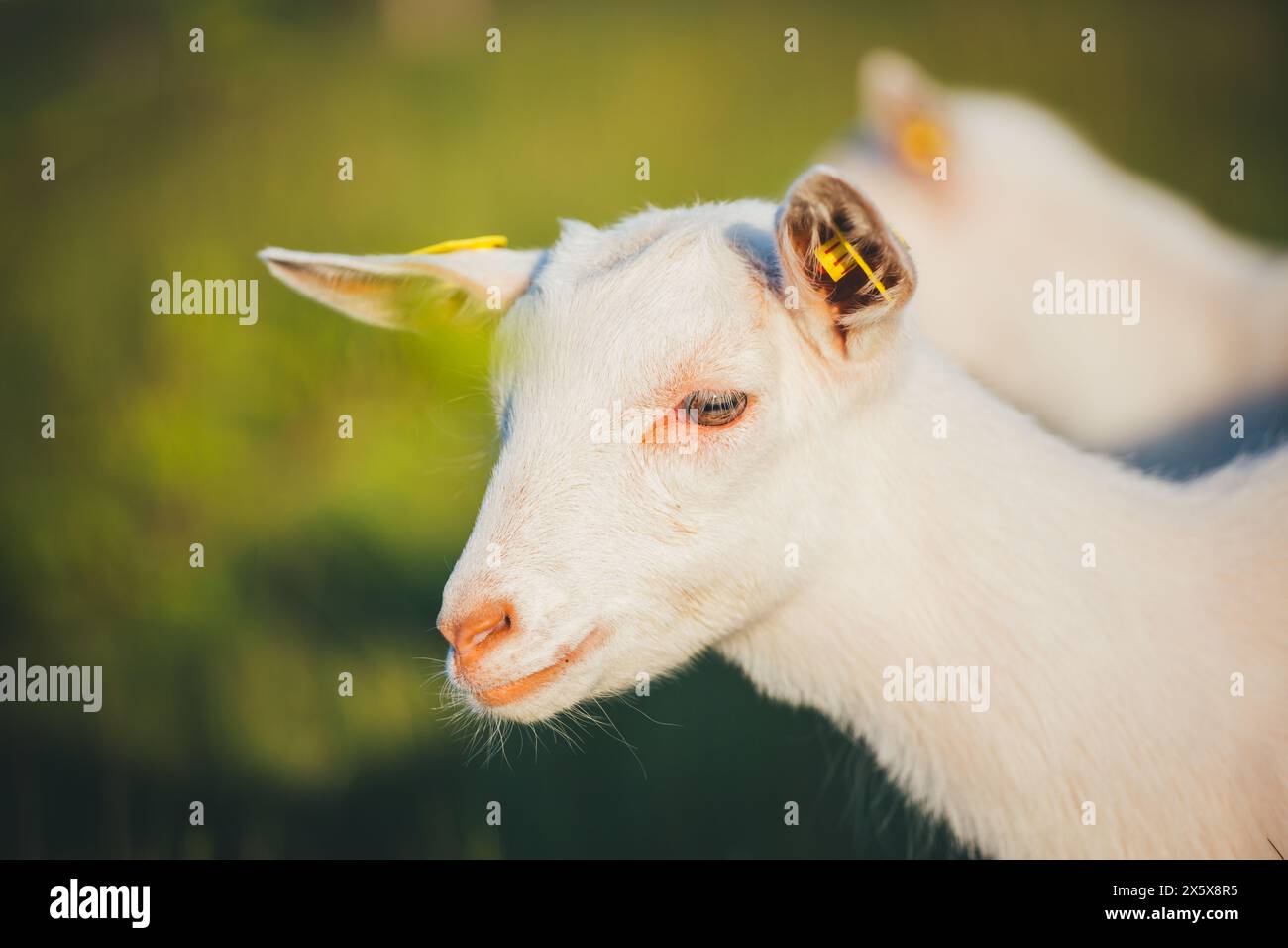 Saanen goat kid Stock Photo - Alamy