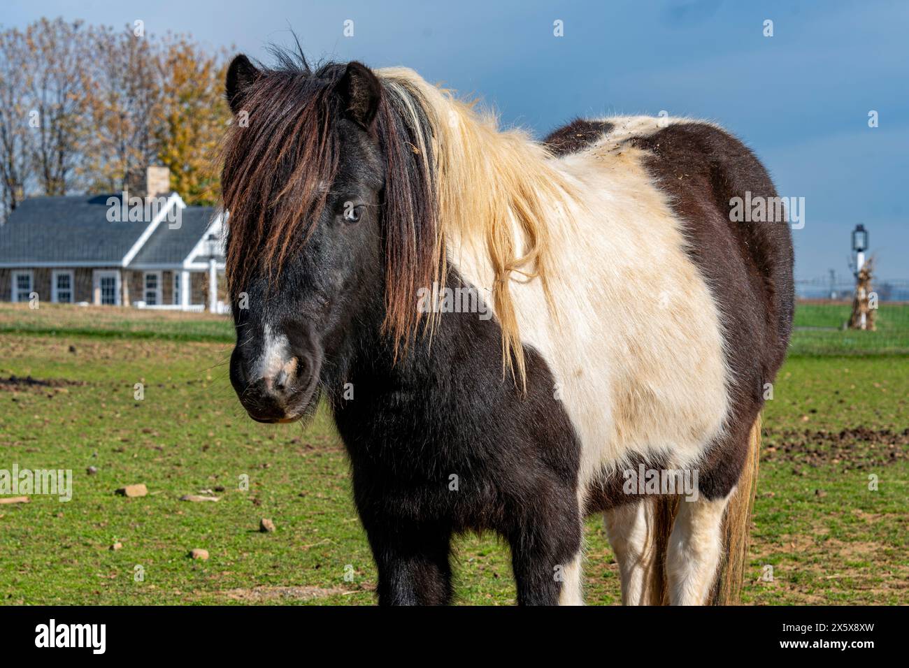 Portrait of a majestic piebald horse, featuring a striking mane of ...