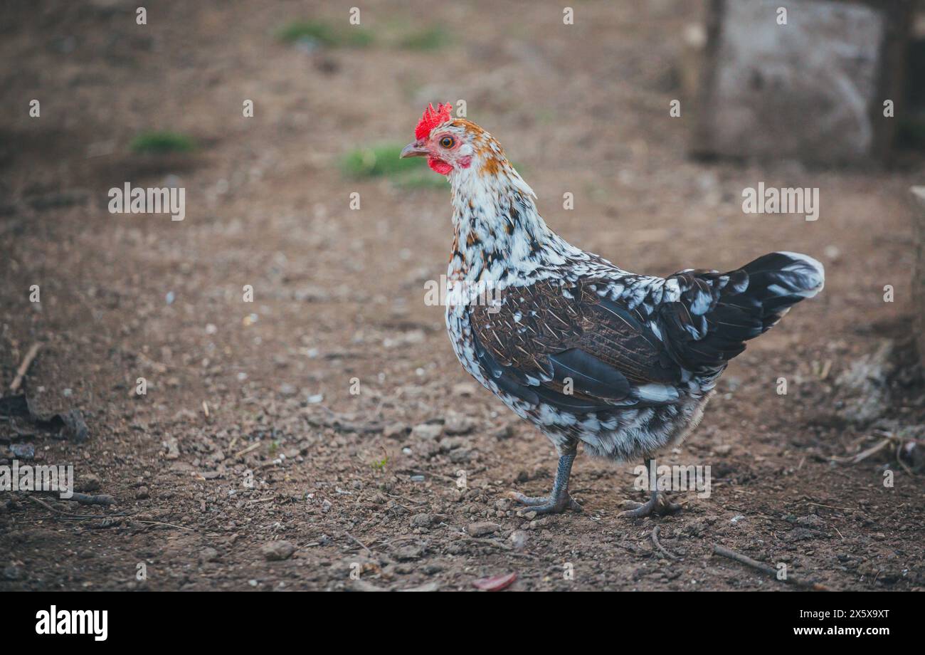 Aboriginal breed hi-res stock photography and images - Alamy