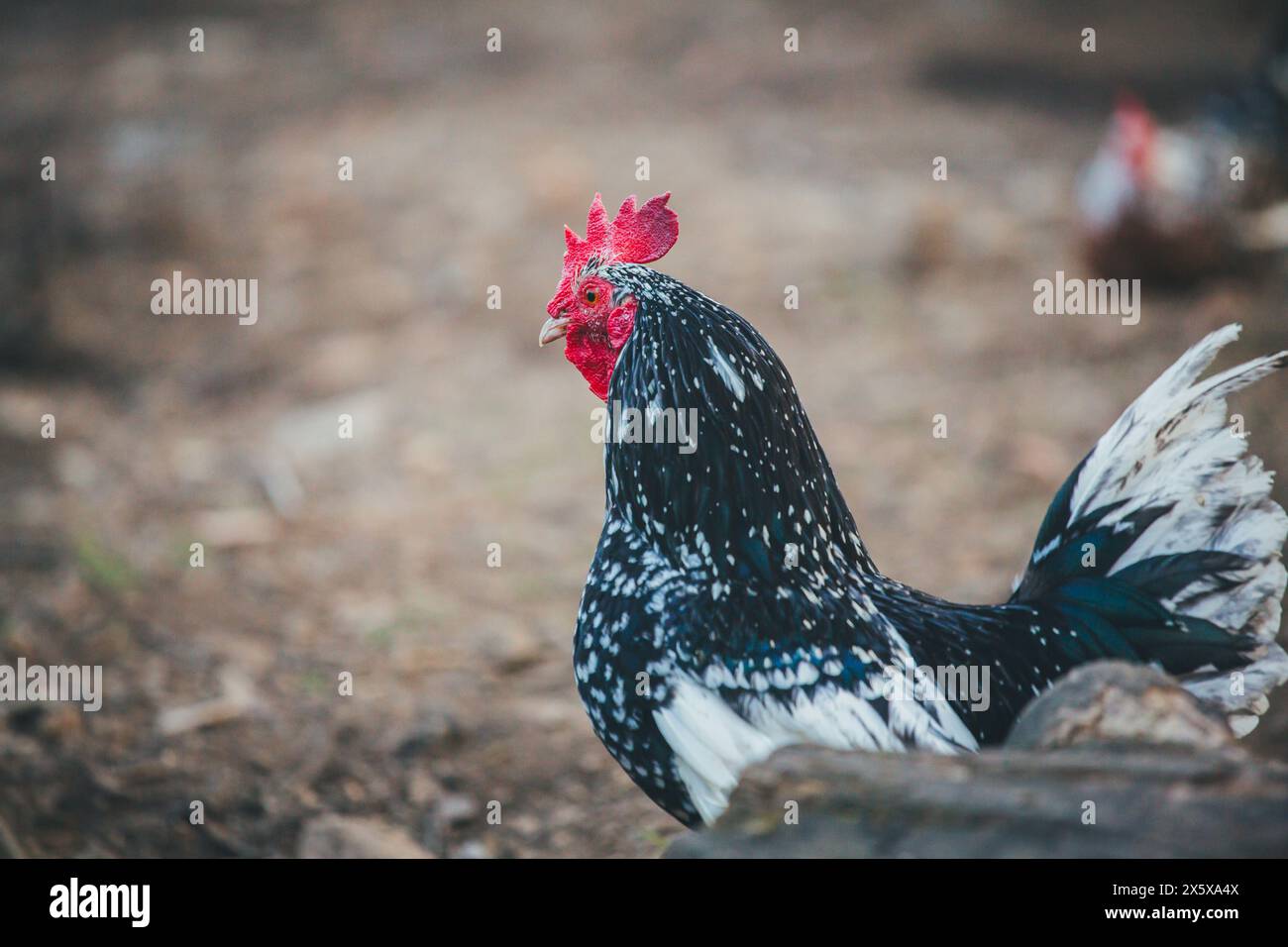 Stoapiperl (Steinhendl) rooster, an endangered aboriginal chicken breed ...