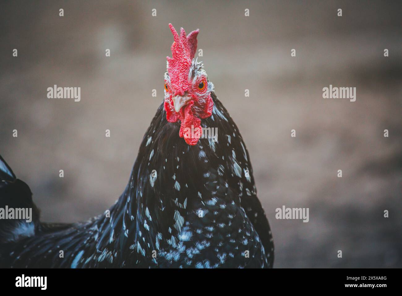 Stoapiperl (Steinhendl) rooster, an endangered aboriginal chicken breed ...