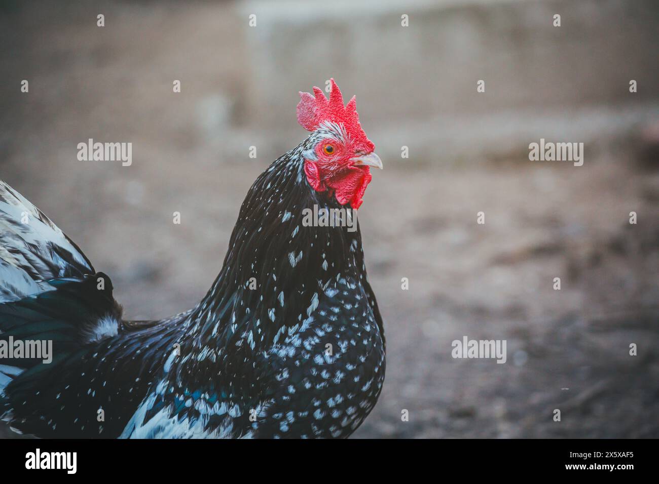 Stoapiperl (Steinhendl) rooster, an endangered aboriginal chicken breed ...