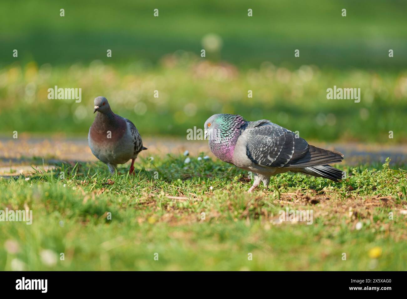 Domestic pigeons two birds in the park at spring Stock Photo - Alamy